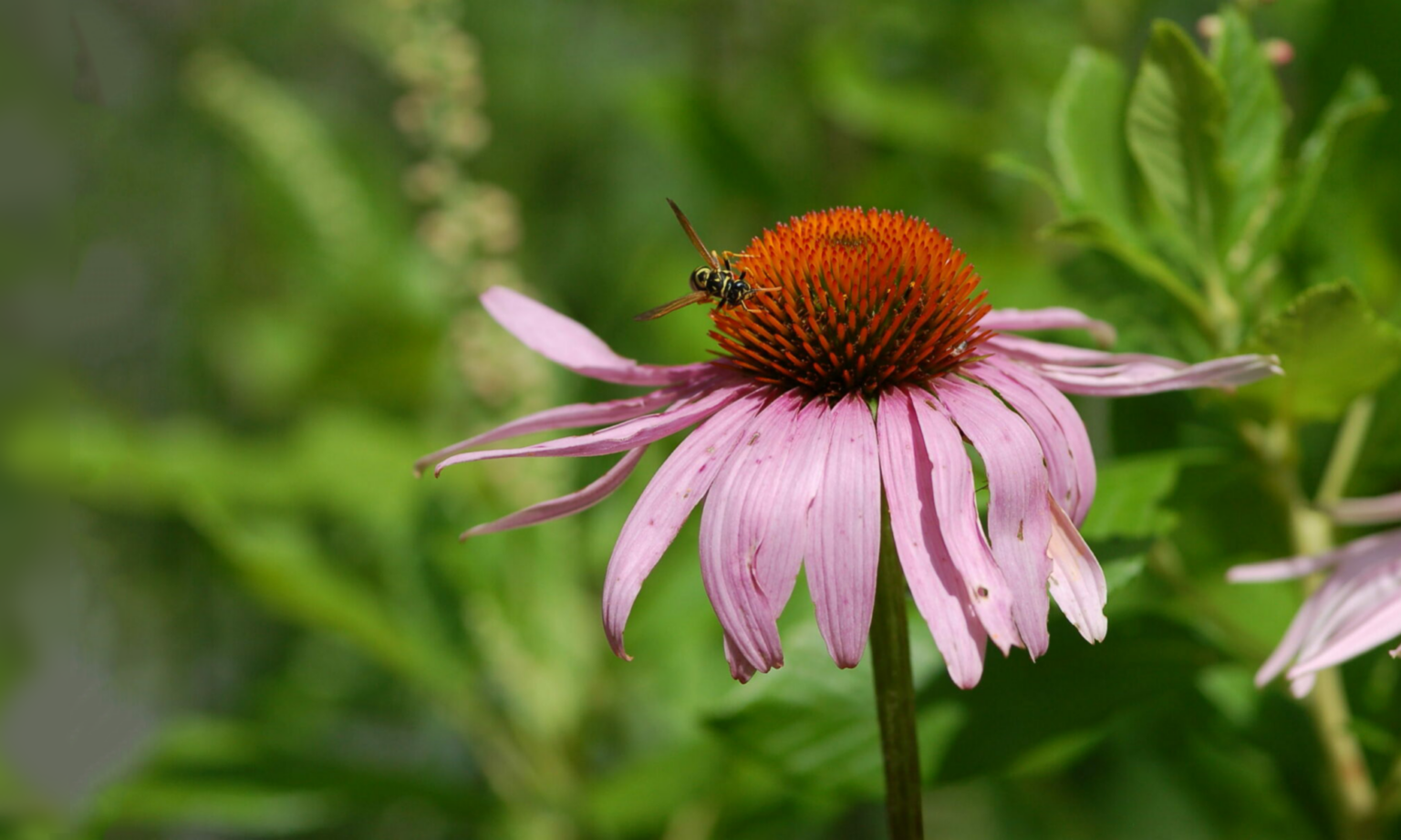 The Hive Detectives: Chronicle of a Honey Bee Catastrophe